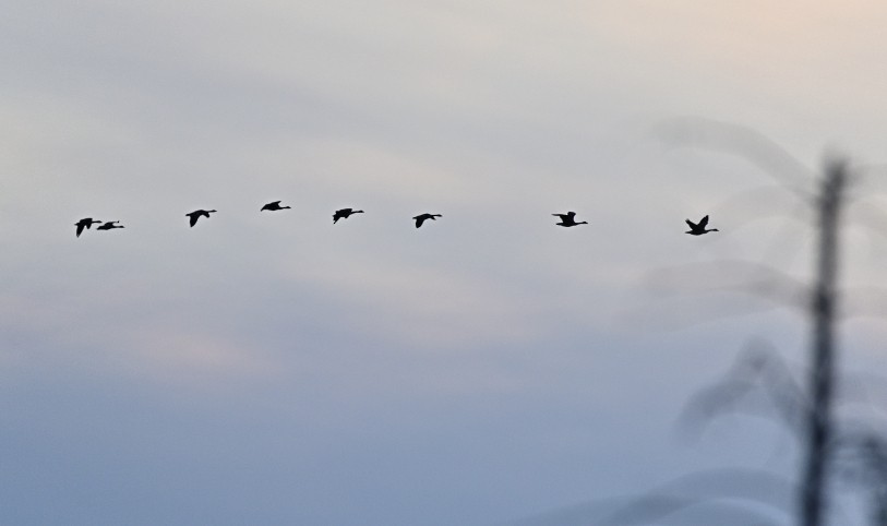 eBird Checklist - 16 Jun 2020 - HVGB--Canadian Forces Base - 6 species