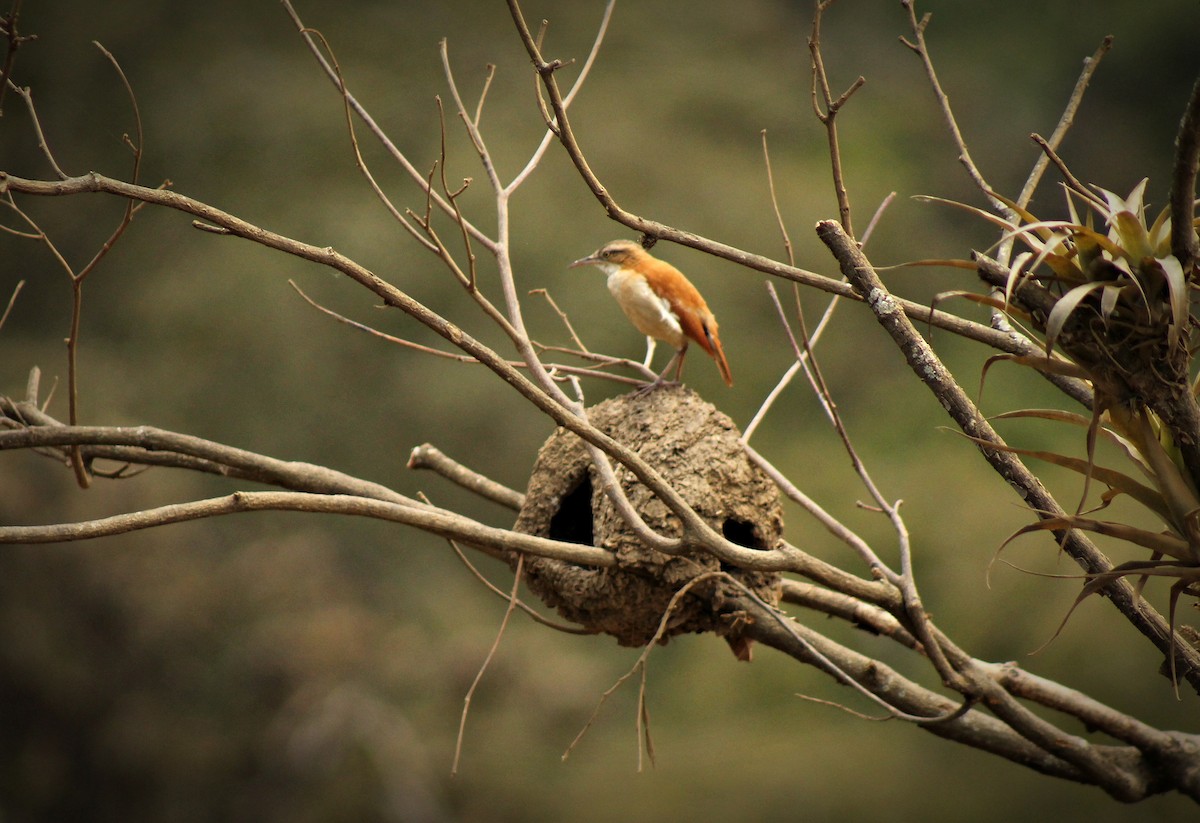 ML244028241 - Pacific Hornero - Macaulay Library