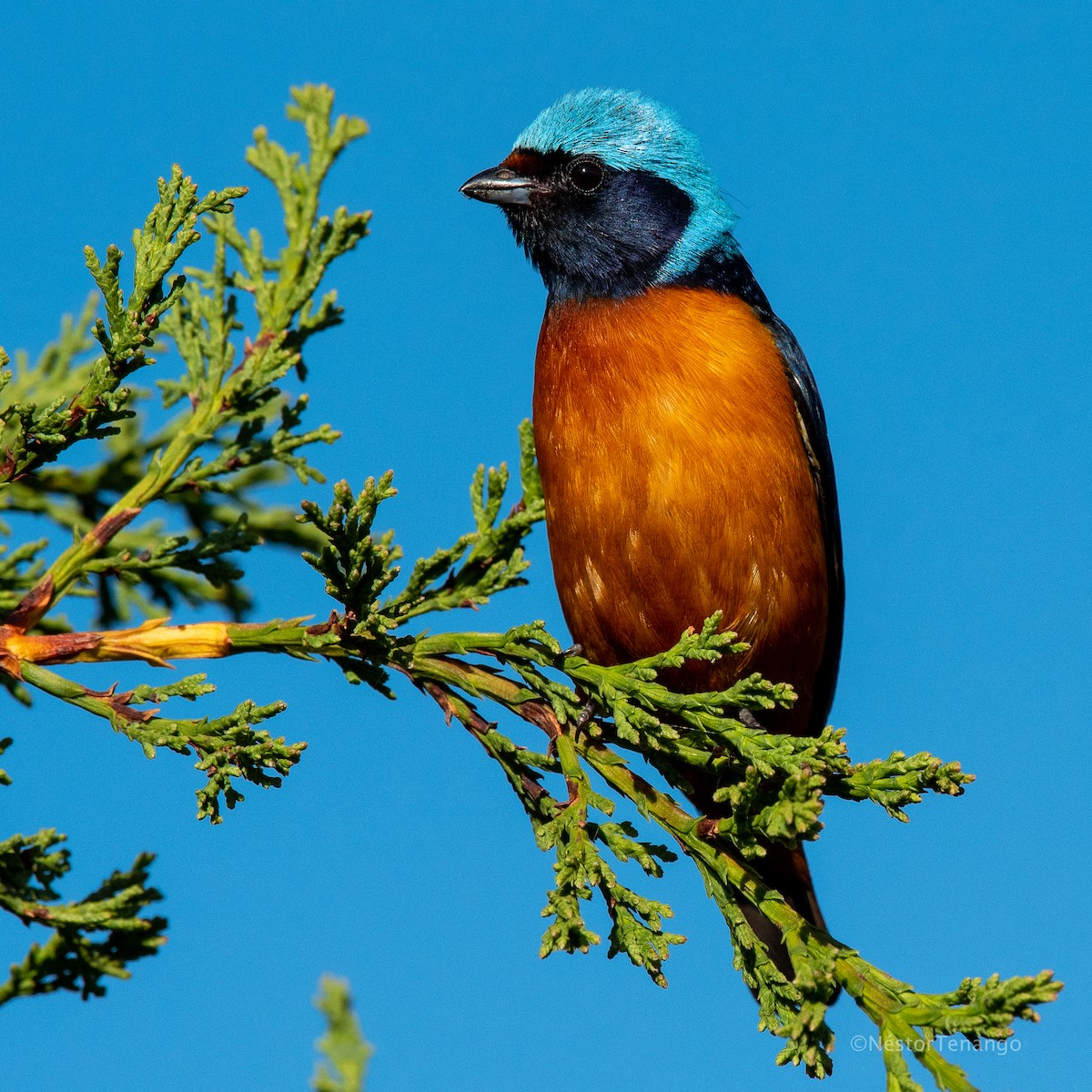 ML244165261 - Elegant Euphonia - Macaulay Library