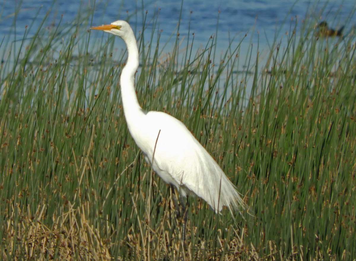 eBird Checklist - 19 Jun 2020 - Frank Lake *please use more specific ...