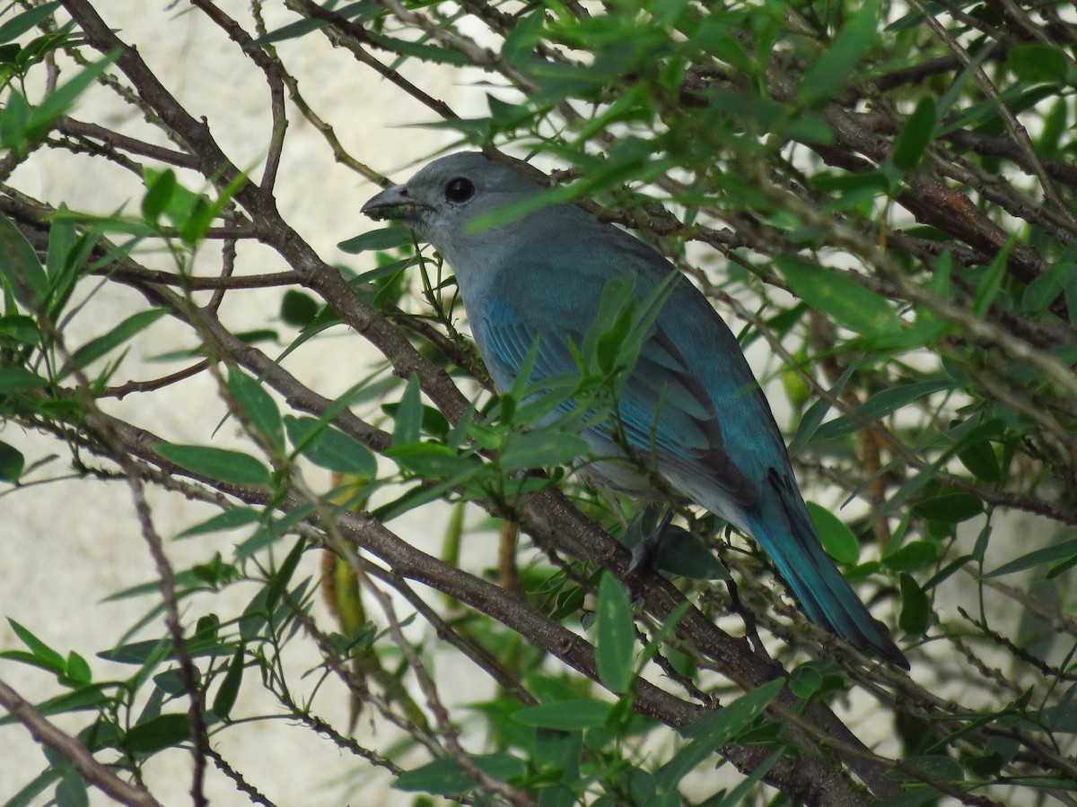 eBird Checklist - 21 Jun 2020 - Vivero de Plantas Nativas Solnaturi ...
