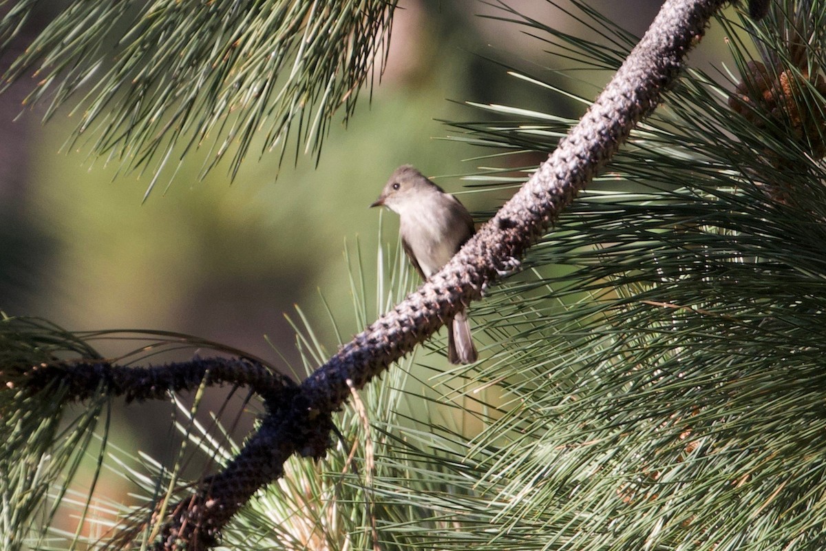 eBird Checklist - 22 Jun 2020 - Crystal Springs Rd. - 39 species