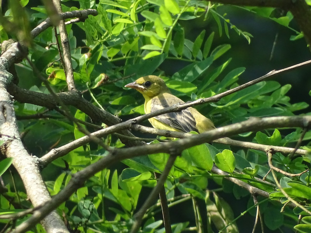 Virginia Breeding Bird Atlas Checklist - 23 Jun 2020 - Kendale Farm ...