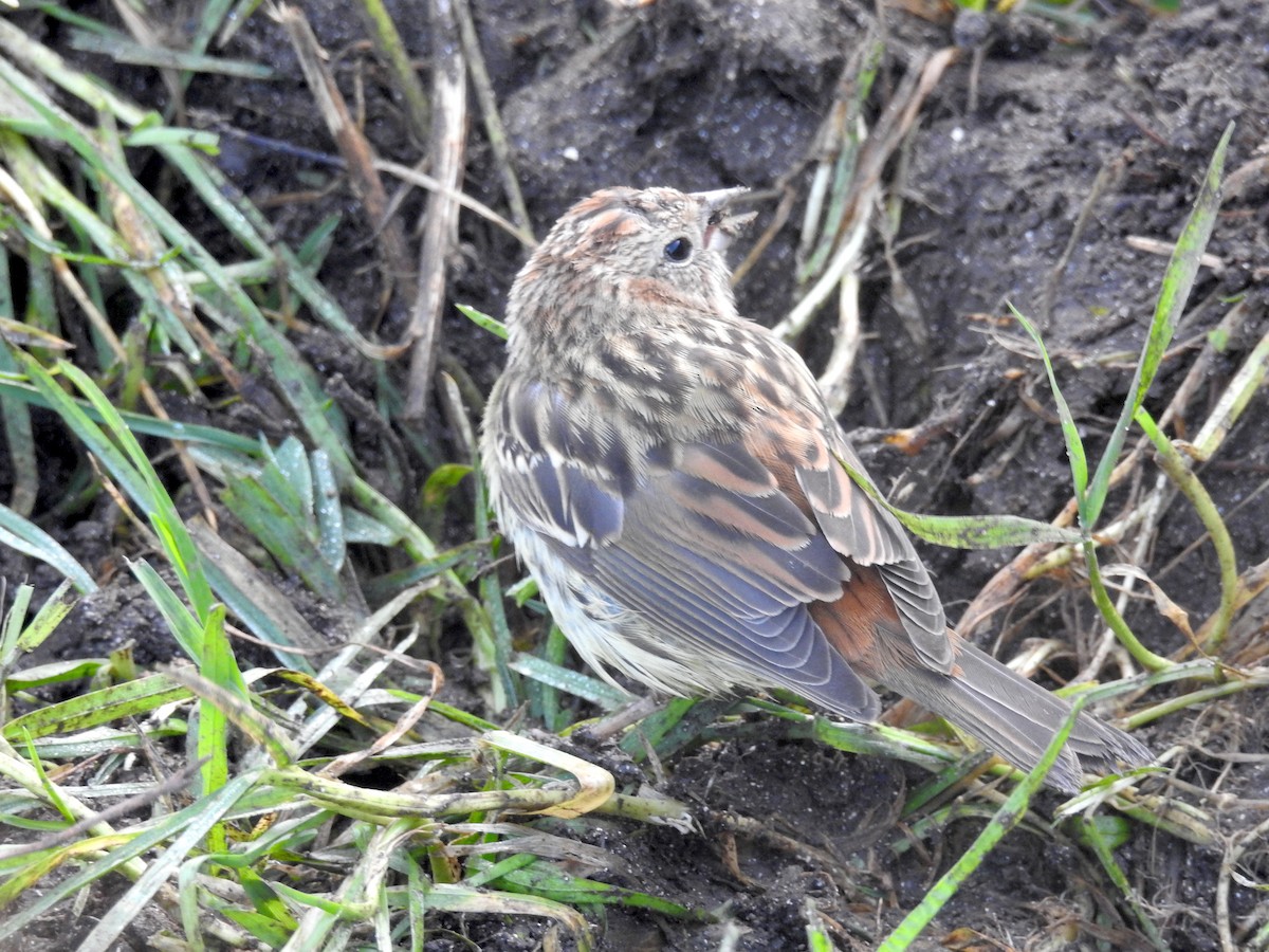 ML245404201 - Chestnut Bunting - Macaulay Library
