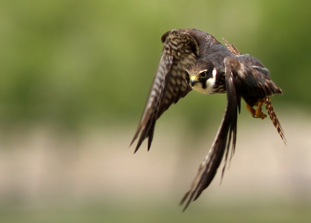 Whats on in October - eBird India