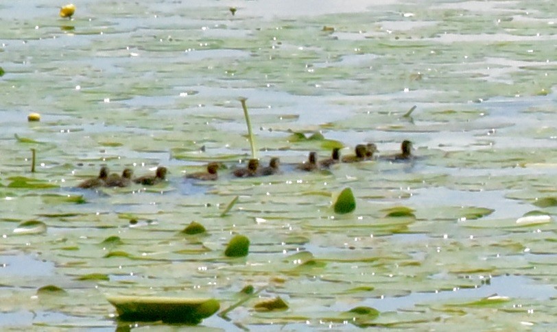 eBird Checklist - 26 Jun 2020 - Ken Reid Conservation Area, Kawartha ...