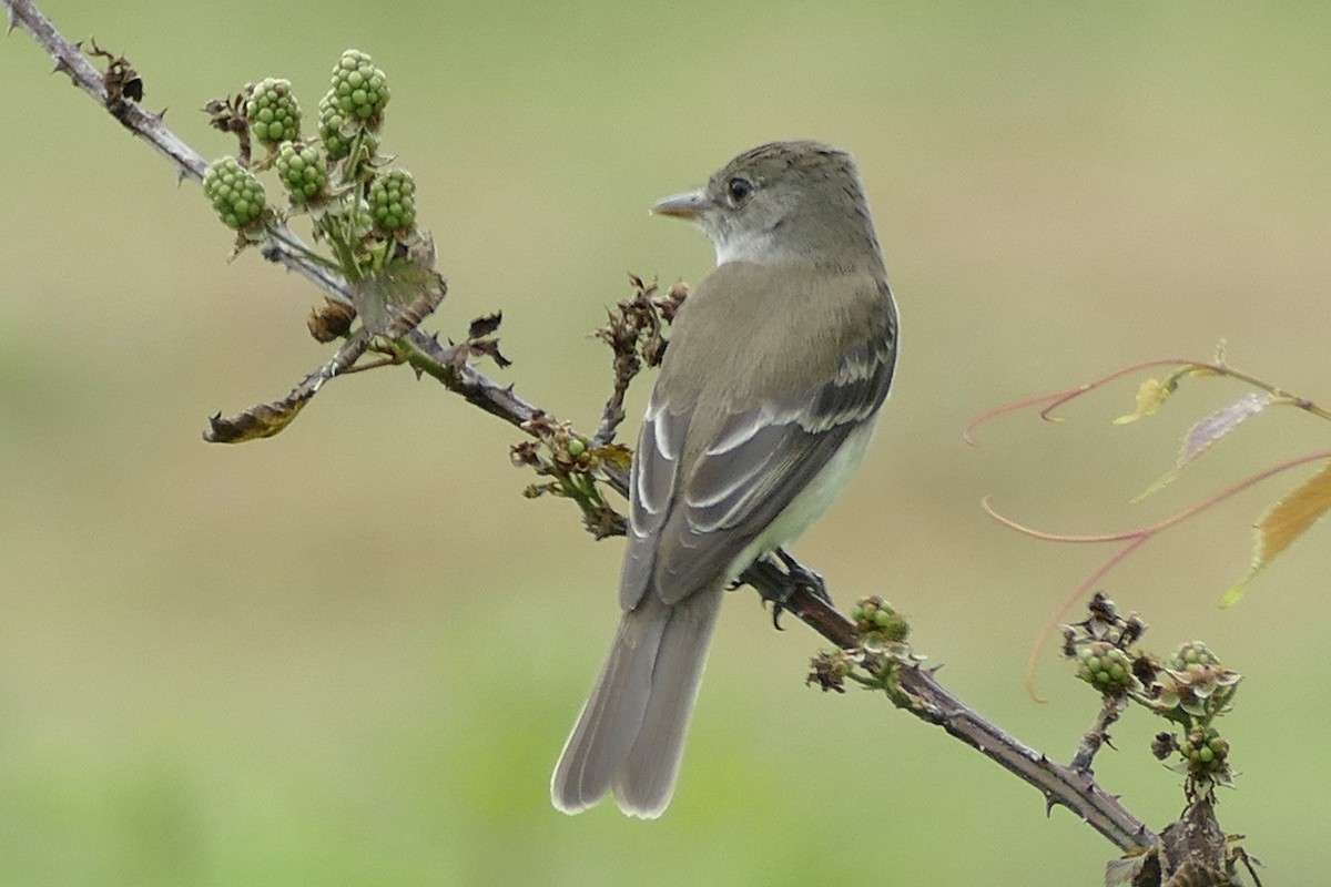 Maryland-DC Breeding Bird Atlas Checklist - 27 Jun 2020 - 1108 E ...