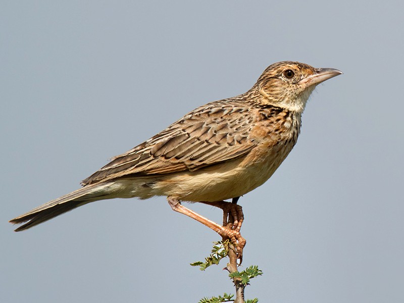 Red-winged Lark - eBird
