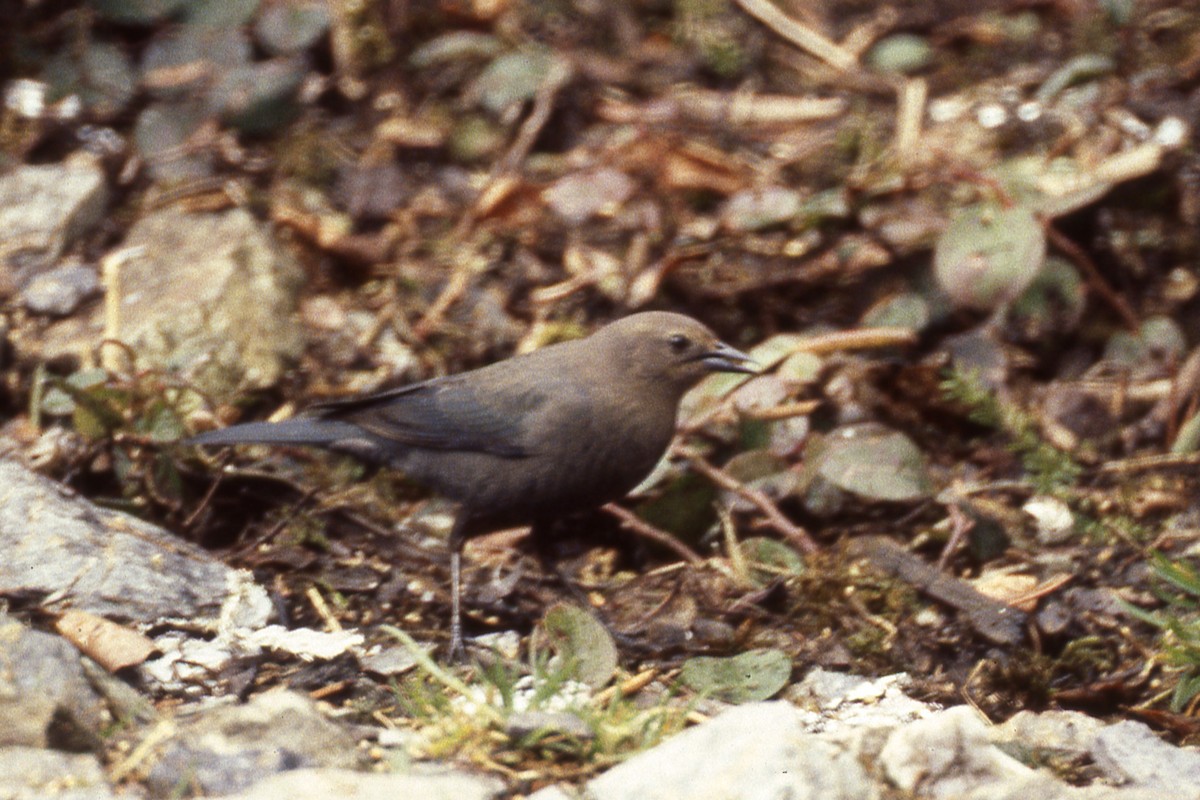 eBird Checklist - 4 Apr 1992 - Ketchikan - Higgins Court - 10 species ...