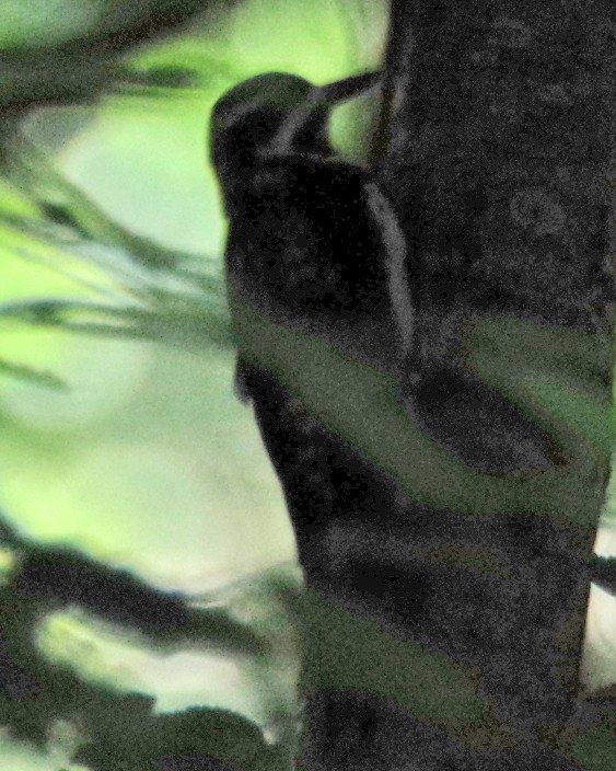 eBird Checklist - 30 Jun 2020 - SGL 130 Reeds Furnace-Griffin Rds - 20 ...