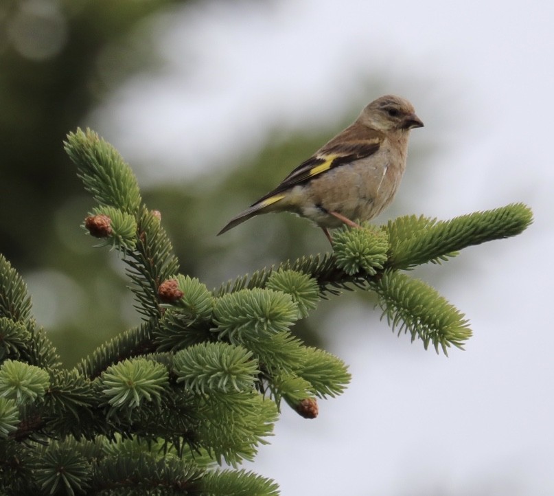 eBird Checklist - 1 Jul 2020 - Dutch Harbor--Sitka Spruce Park - 10 ...