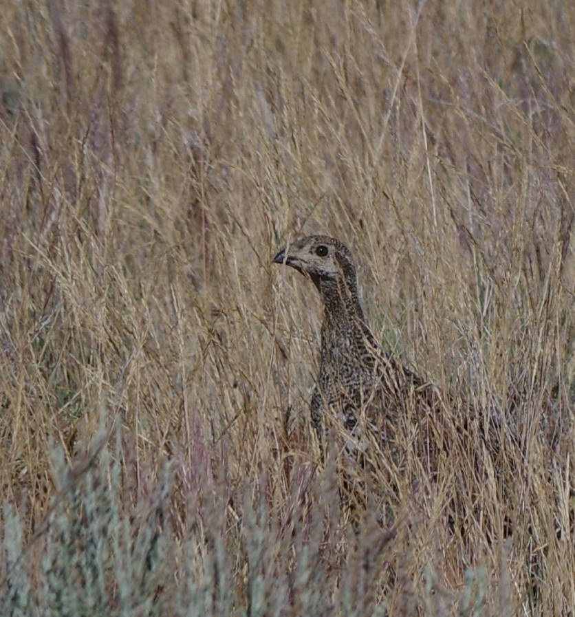 eBird Checklist - 1 Jul 2020 - 40670–40684 Steens Mountain N Loop Rd ...
