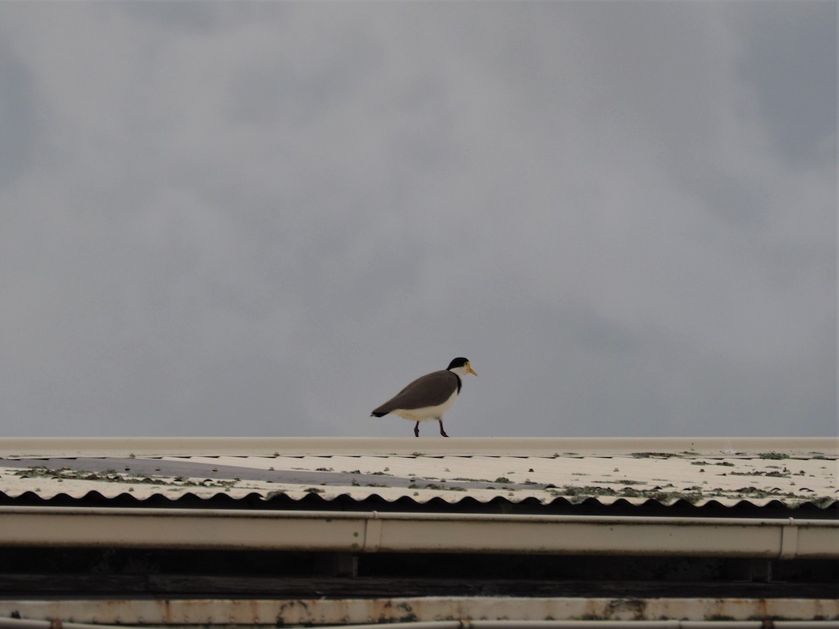 eBird Checklist - 7 Jul 2020 - Yarra Valley Trail, Lilydale to Coldstream - 46 species