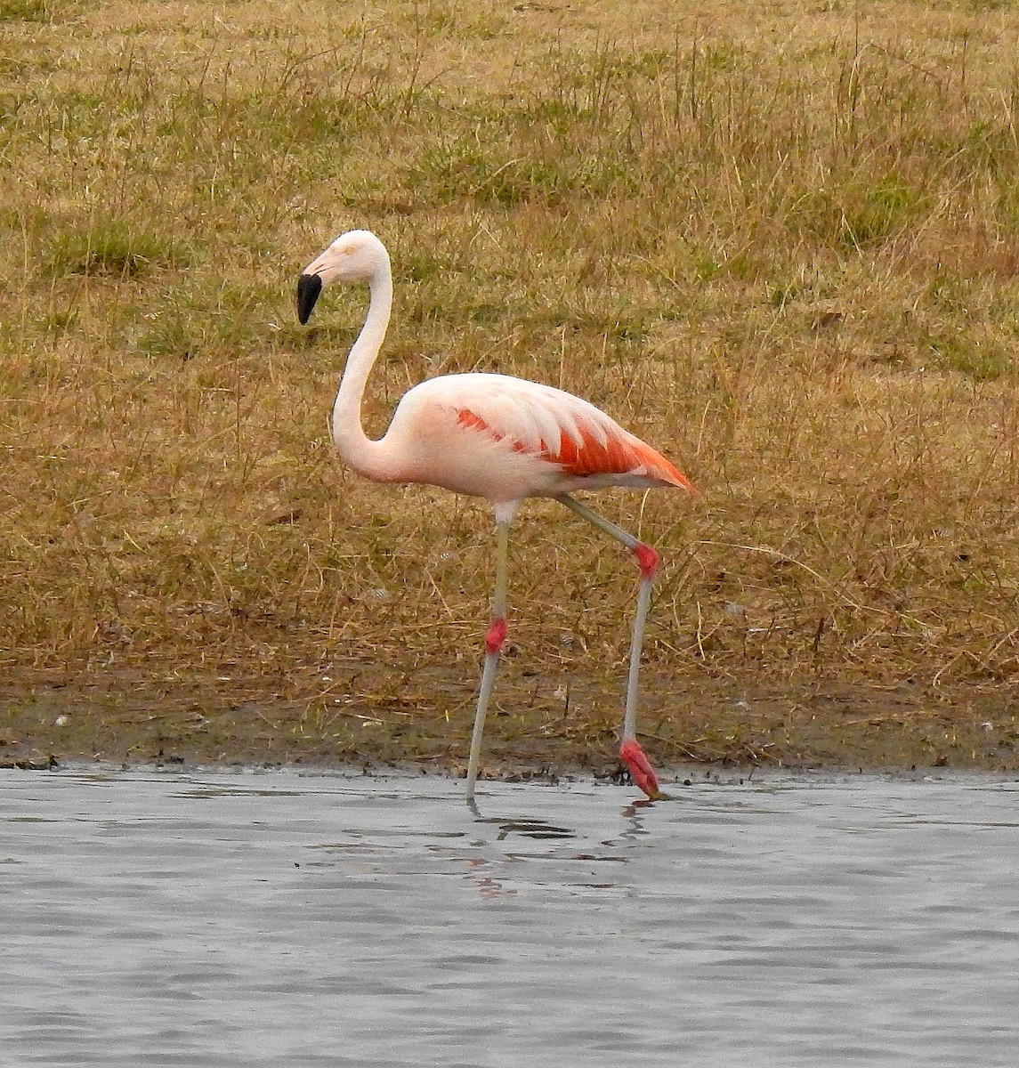 eBird Checklist - 7 Jul 2020 - Reserva Natural Urbana Delfín Pérez - 52 ...