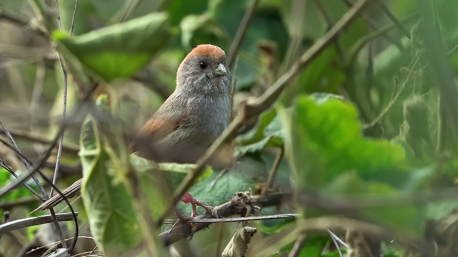 Vinous-throated x Ashy-throated Parrotbill (hybrid) - eBird