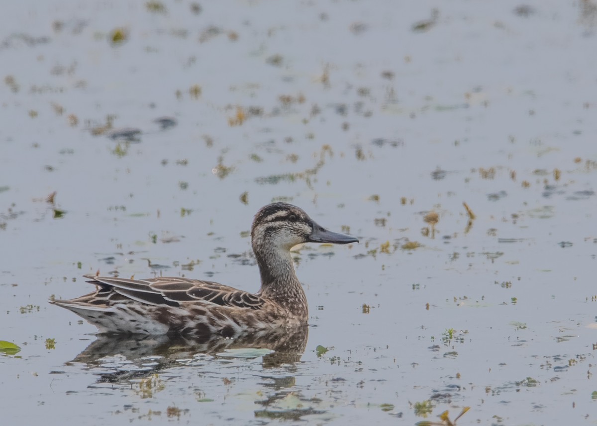 ML24885681 - Garganey - Macaulay Library