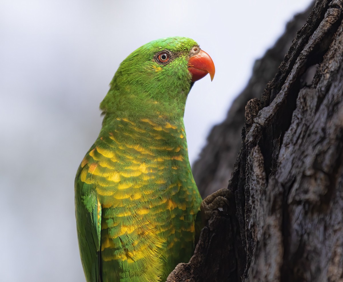 ML248886831 - Scaly-breasted Lorikeet - Macaulay Library