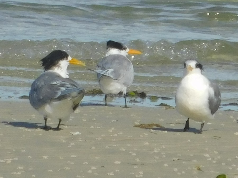 large tern sp. - eBird
