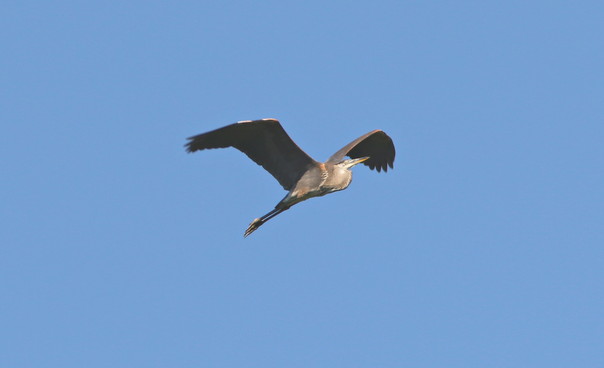 Virginia Breeding Bird Atlas Checklist - 12 Jul 2020 - Long Island - 29 ...