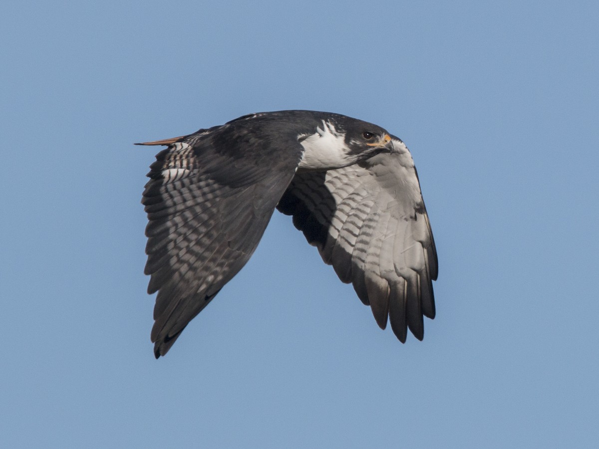 Augur Buzzard - Buteo augur - Birds of the World