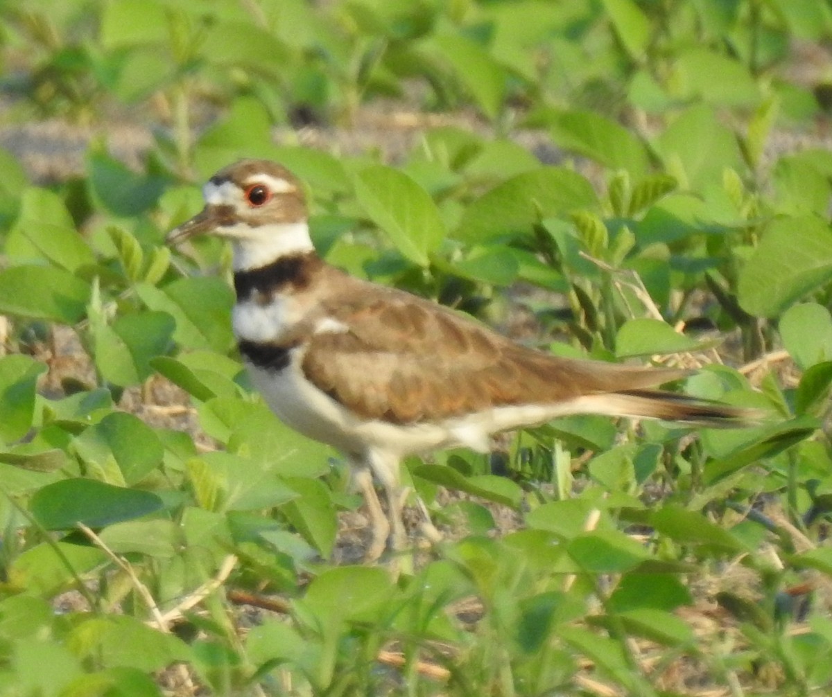Virginia Breeding Bird Atlas Checklist - 17 Jul 2020 - Callis Field ...