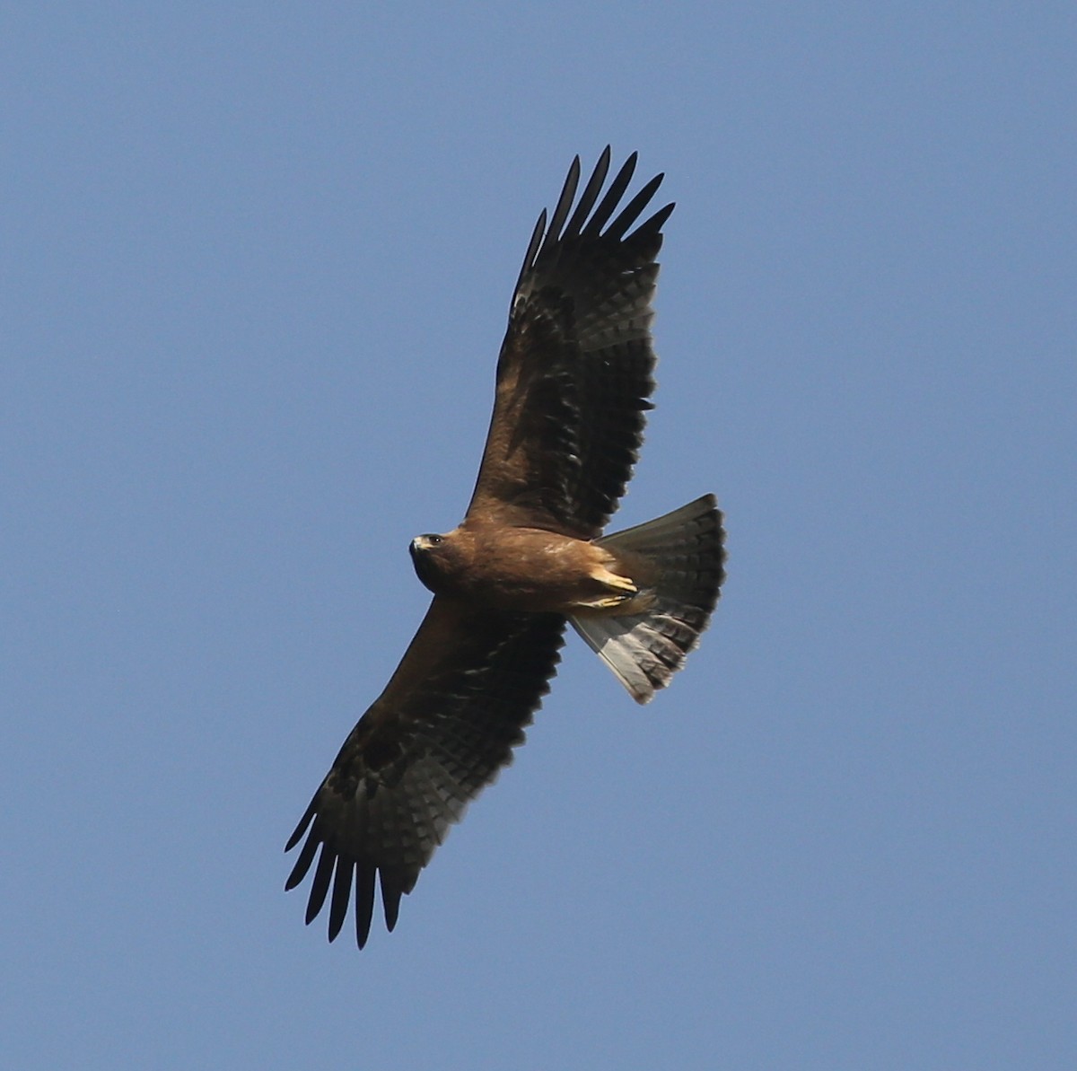 ML250121801 - Booted Eagle - Macaulay Library