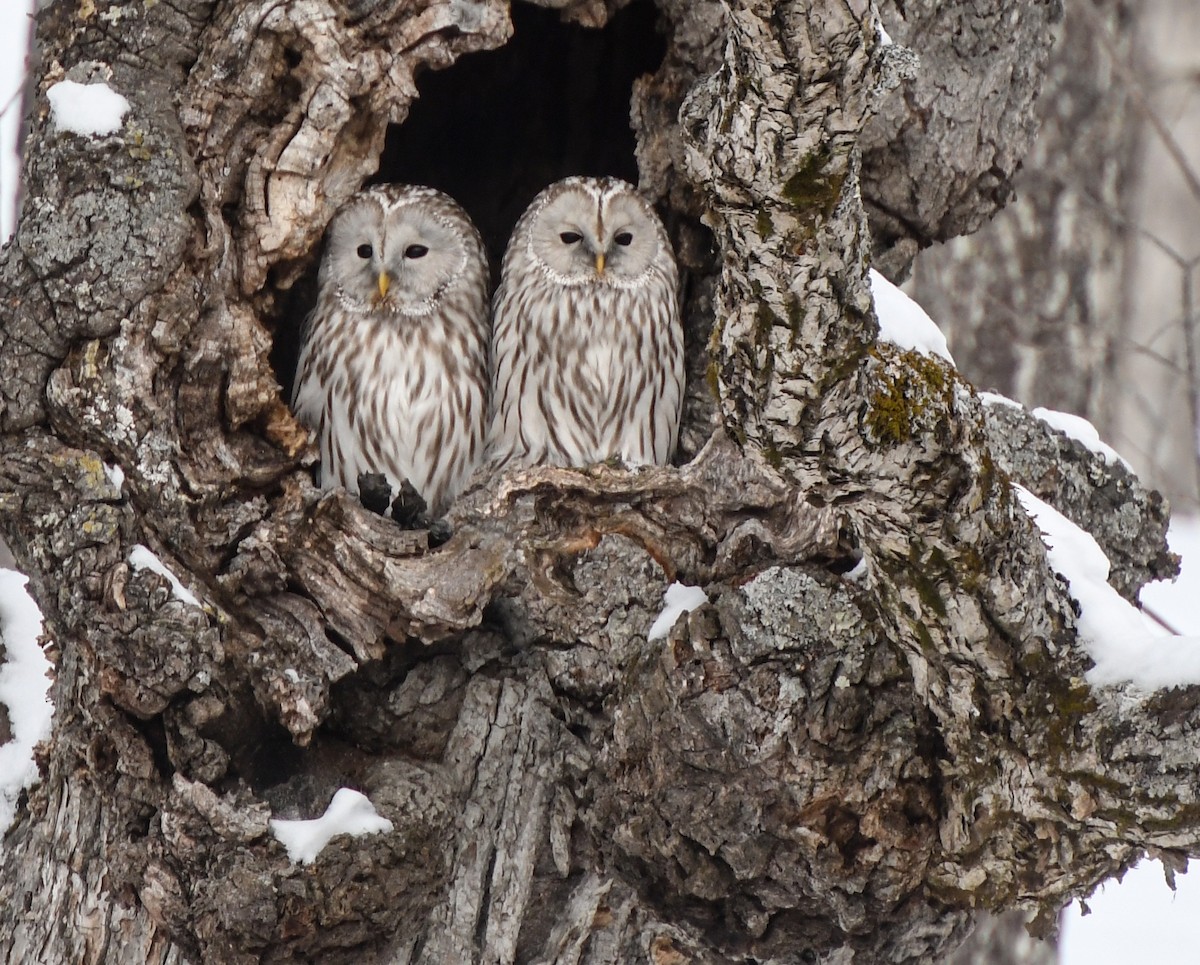 ML250375361 - Ural Owl - Macaulay Library