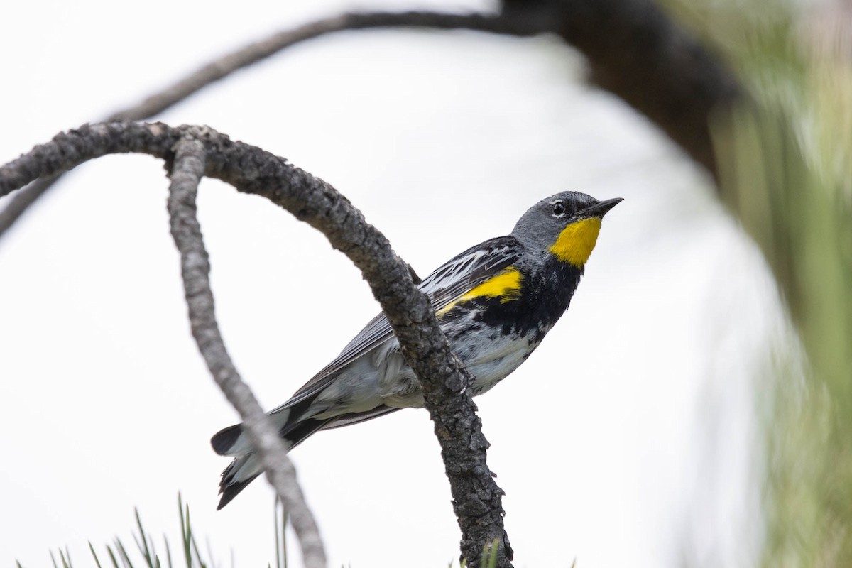 eBird Checklist - 18 Jul 2020 - Custer SP--Heddy Draw Overlook - 4 species
