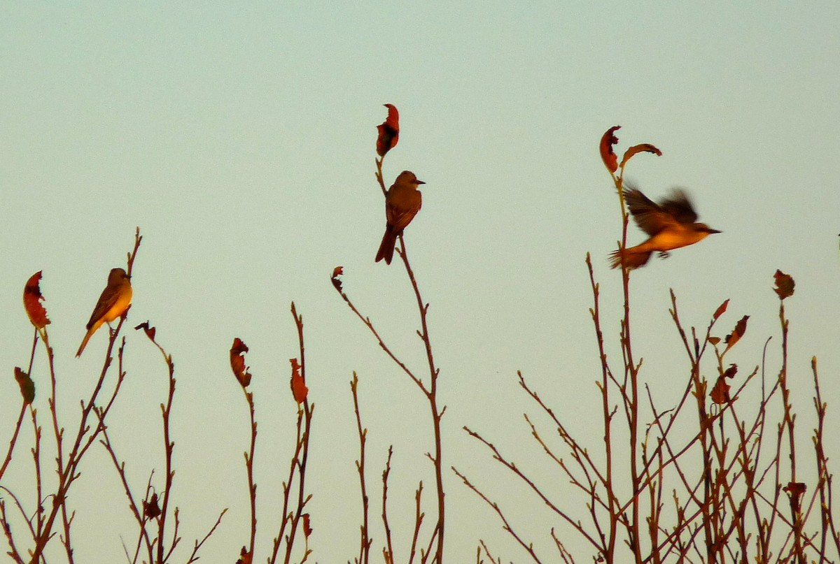 eBird Checklist - 4 Oct 2014 - North Spit--Samoa Dunes Recreation Area ...