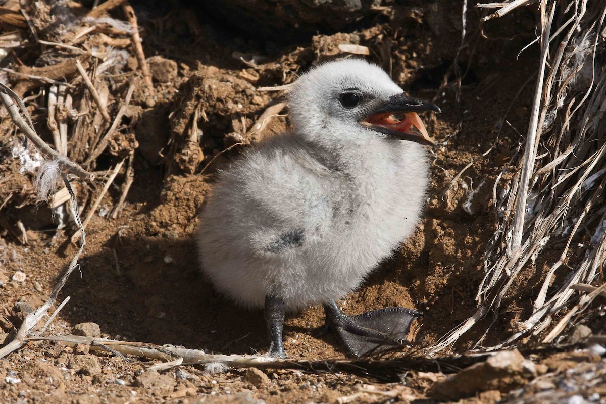 eBird Checklist - 26 Jun 2008 - Moku Manu Island - 13 species