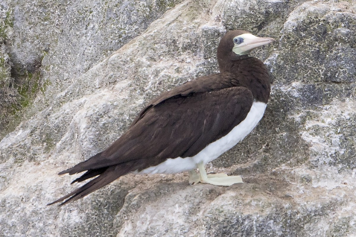 eBird Checklist - 27 Feb 2016 - Anacapa Island--public access (VEN Co.) - 2 species