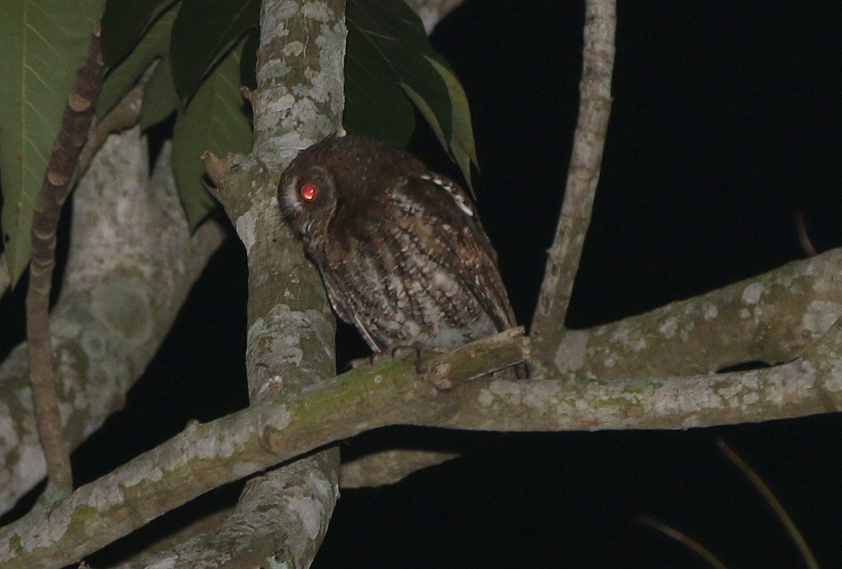 ML251626791 - Rinjani Scops-Owl - Macaulay Library