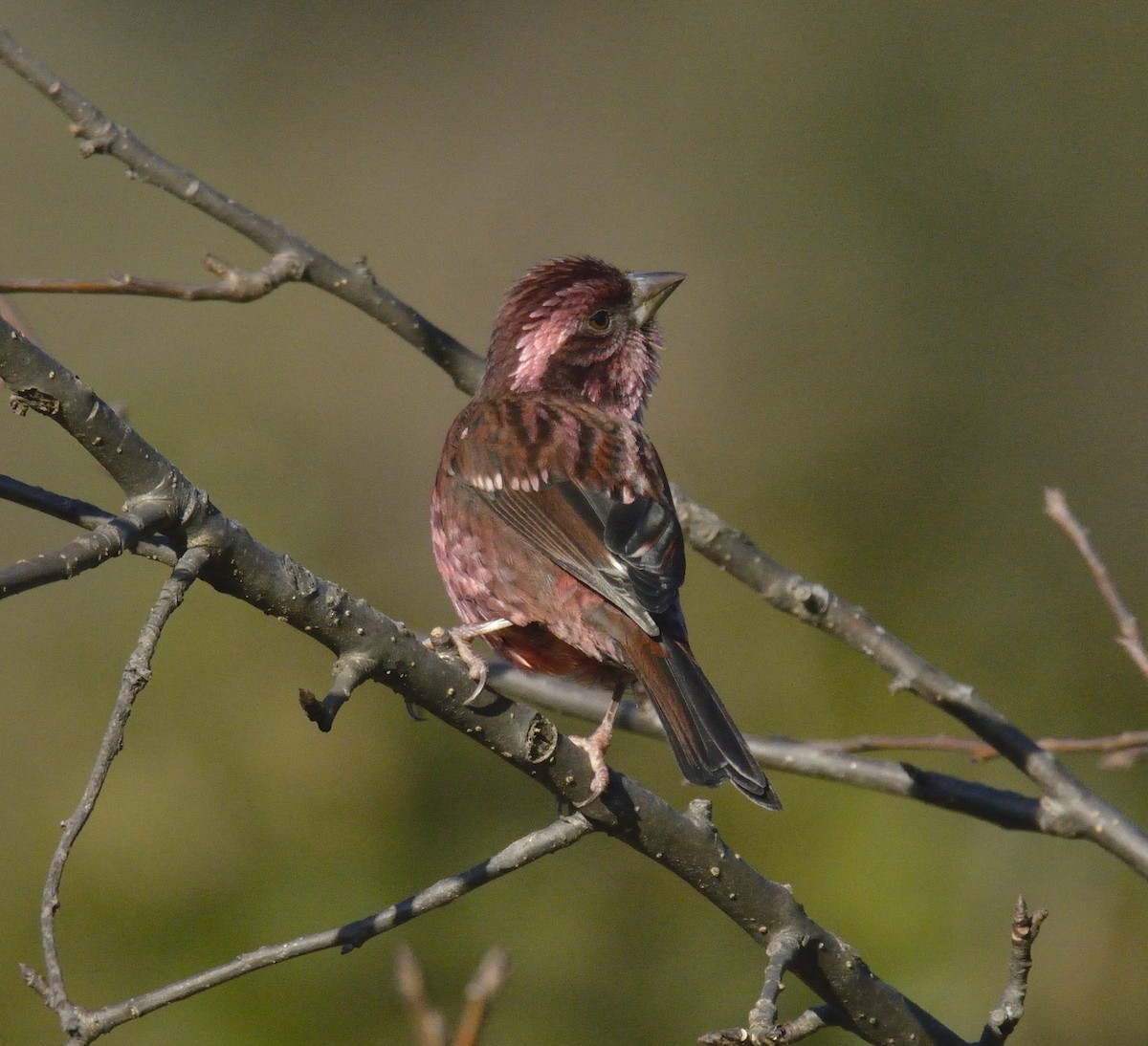 ML251644071 - Spot-winged Rosefinch - Macaulay Library
