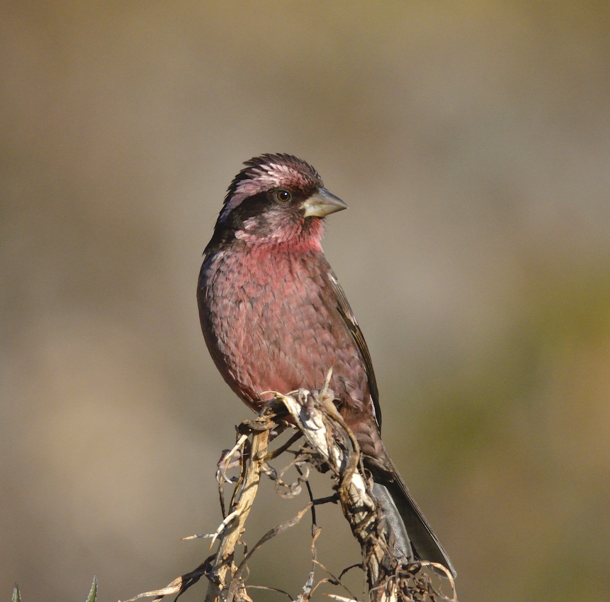 ML251644121 - Spot-winged Rosefinch - Macaulay Library