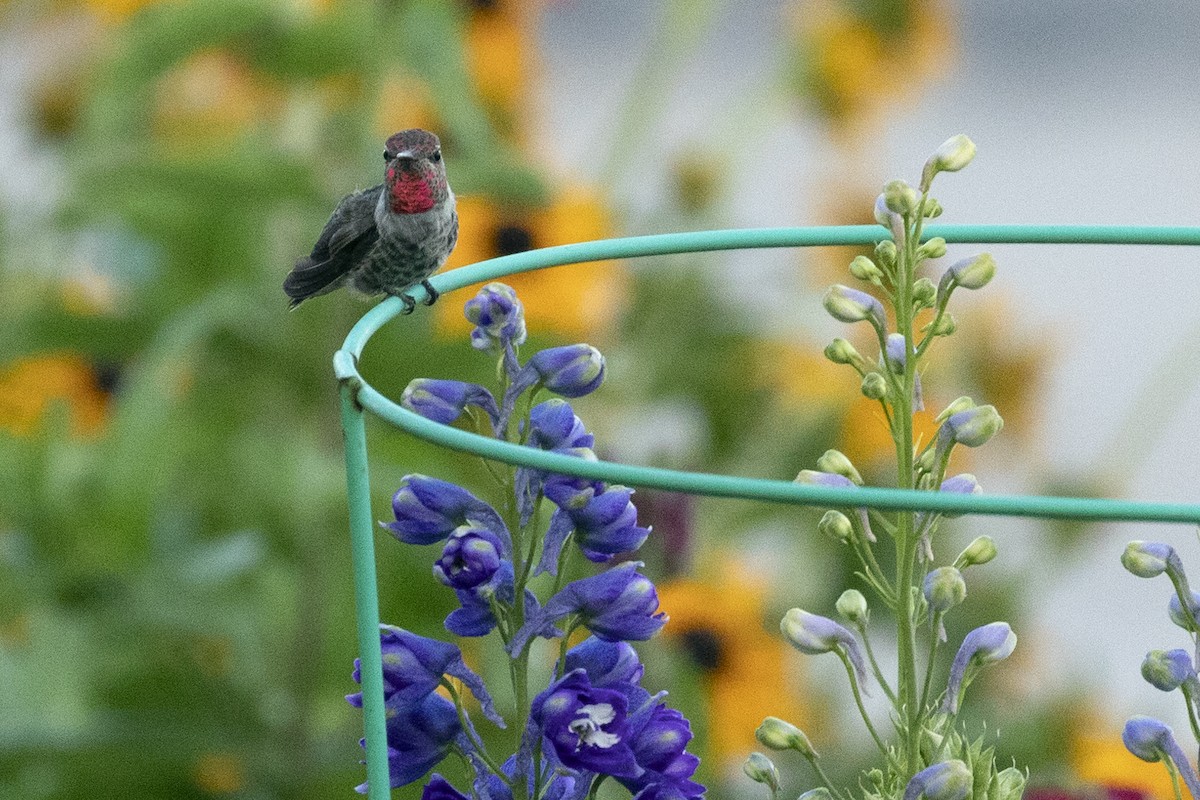 eBird Checklist - 24 Jul 2020 - 2600–2898 Grandview Rd, Gering US-NE 41 ...