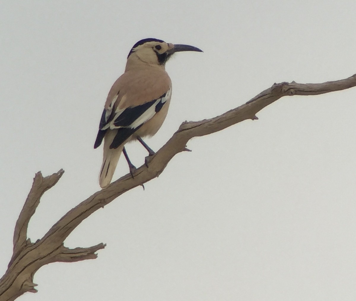 ML252040251 - Xinjiang Ground-Jay - Macaulay Library