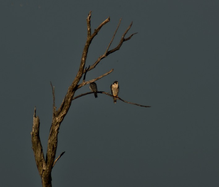 ML25217231 - Peregrine Falcon - Macaulay Library