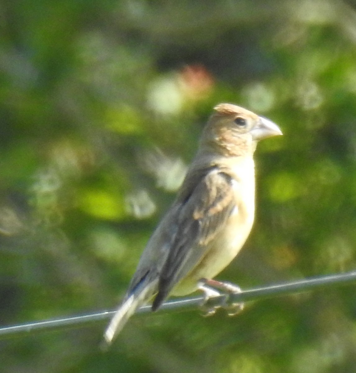 Virginia Breeding Bird Atlas Checklist - 29 Jul 2020 - Exchange Lane ...