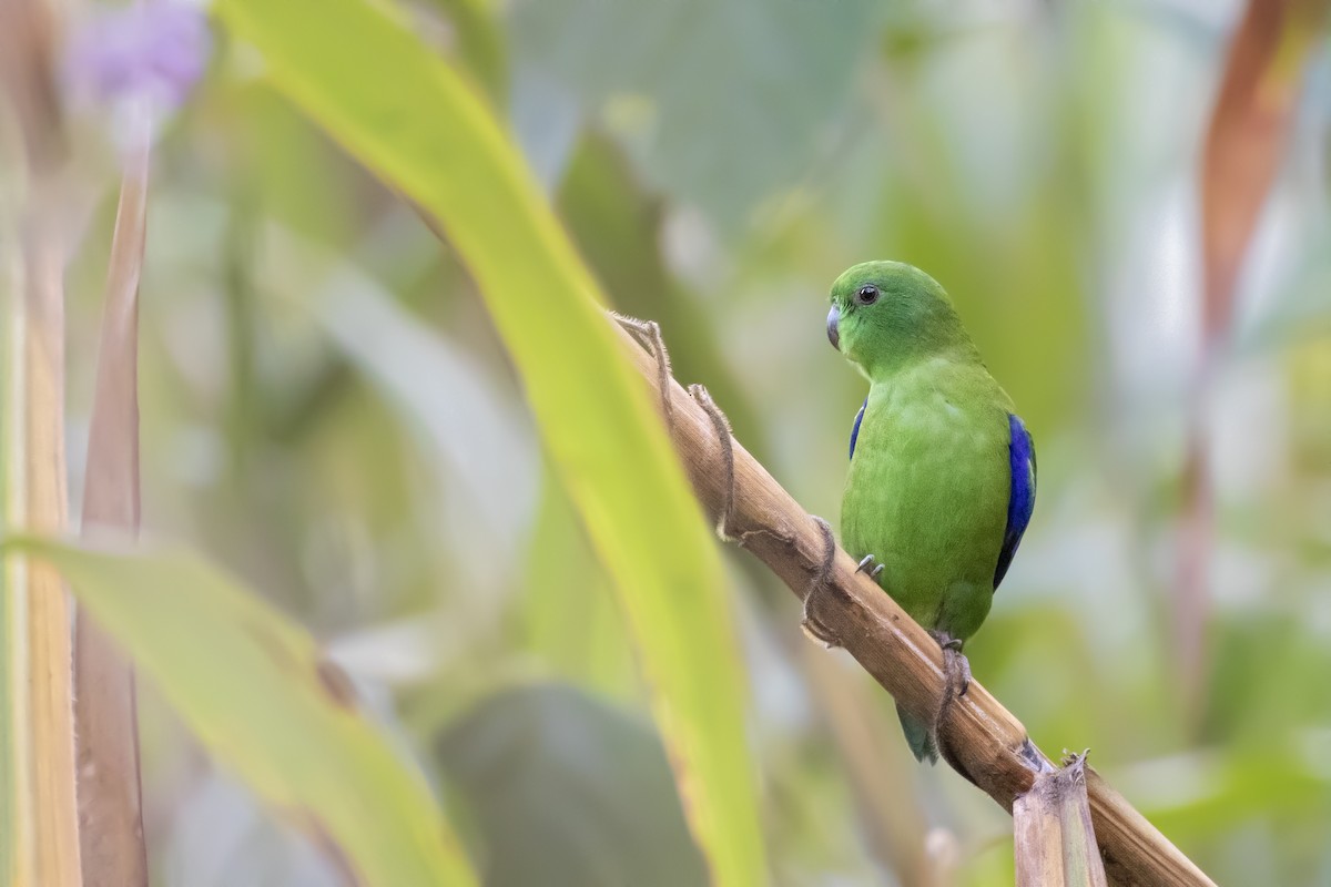 ML252409871 - Dusky-billed Parrotlet (Dusky-billed) - Macaulay Library