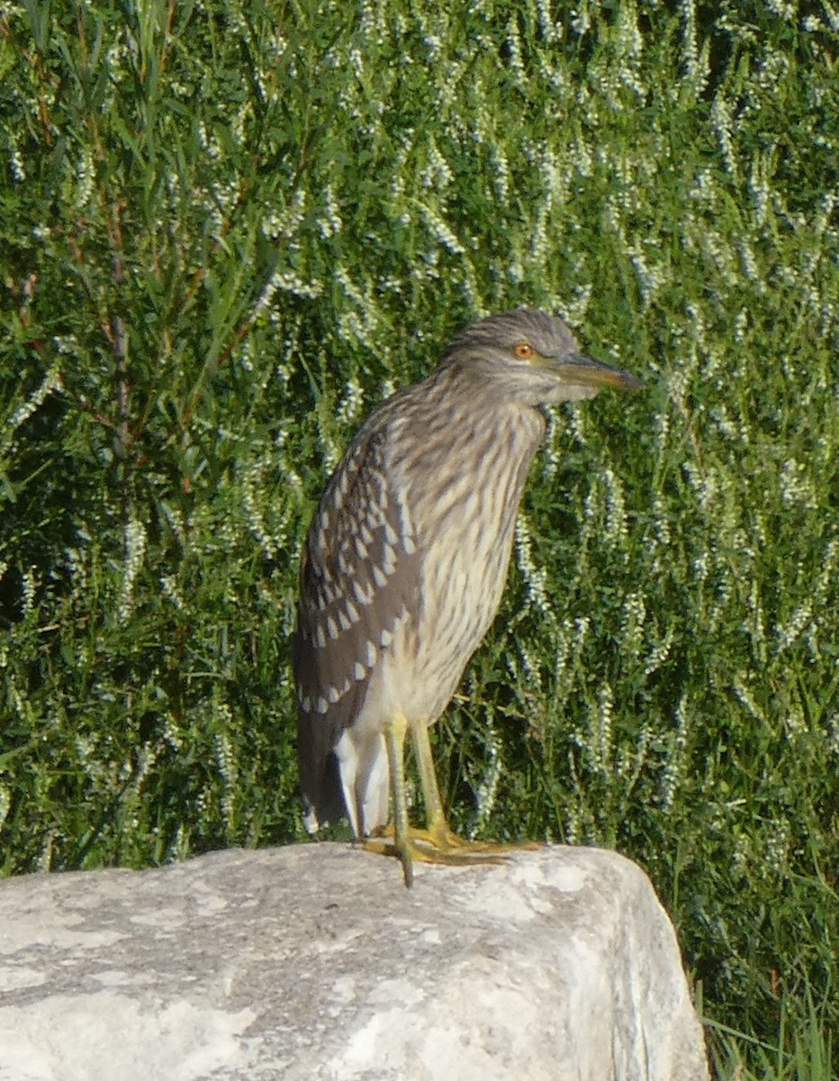 eBird Checklist - 30 Jul 2020 - Mount Ouray SWA - 22 species