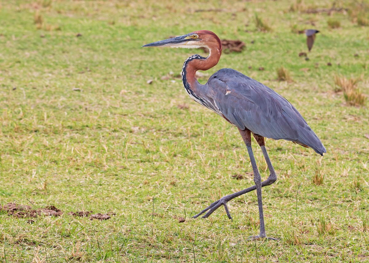 ML252468031 - Goliath Heron - Macaulay Library