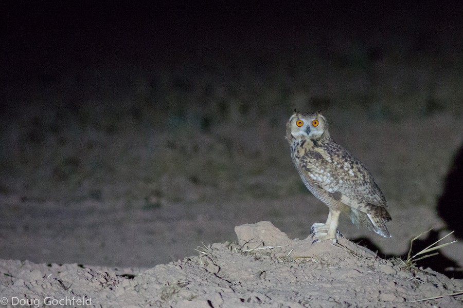 Pharaoh Eagle-Owl (Pharaoh) - eBird