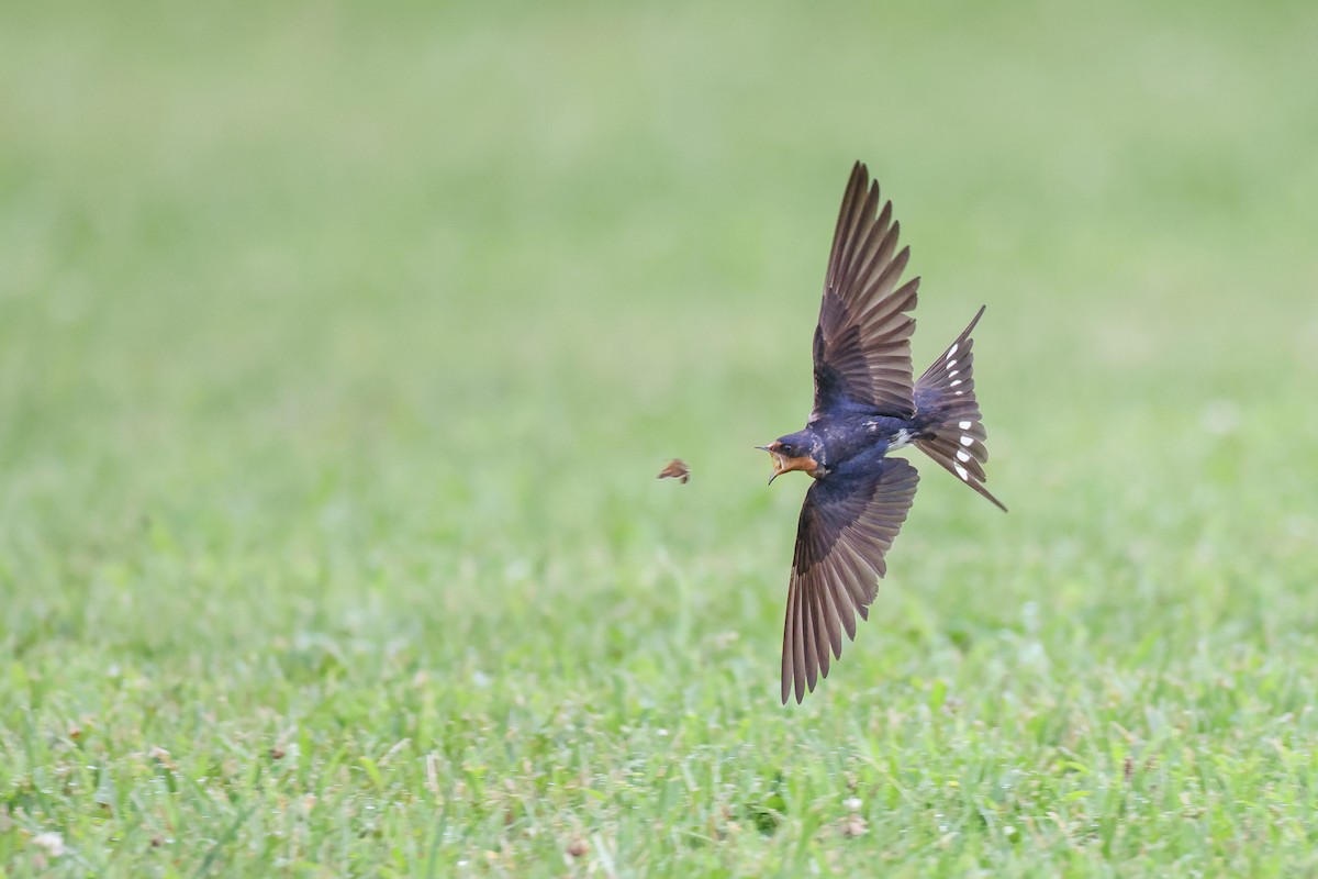 Barn Swallow - Hirundo rustica - Media Search - Macaulay Library and eBird