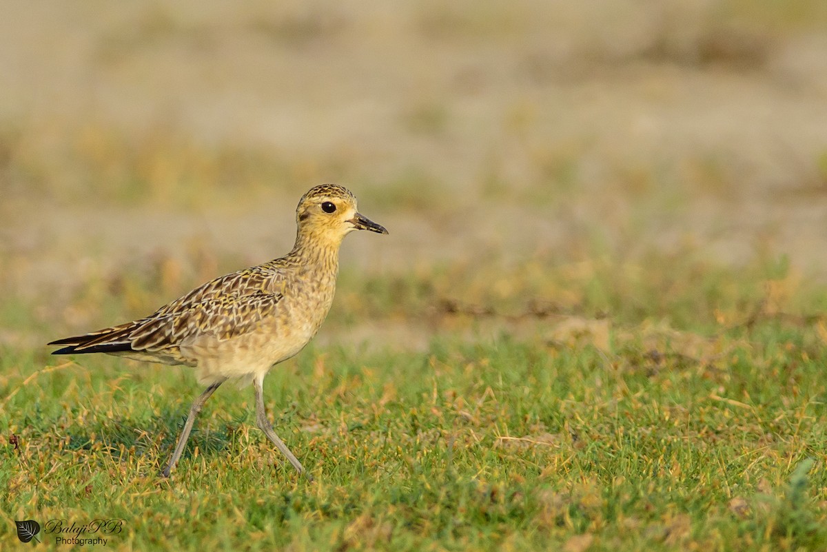 eBird Checklist - 16 Jan 2016 - Point Calimere Wildlife Sanctuary - 35 ...