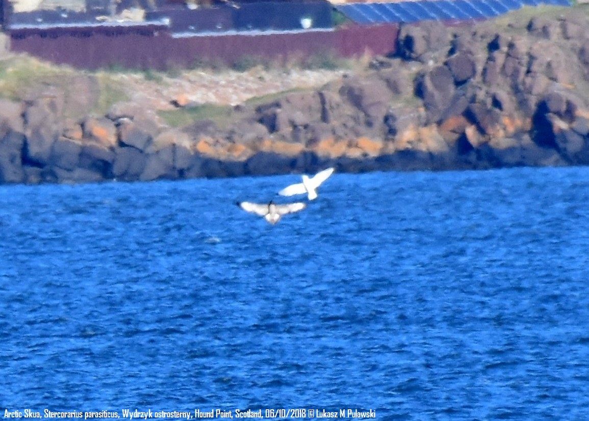eBird Checklist - 6 Oct 2018 - Hound Point - 8 species