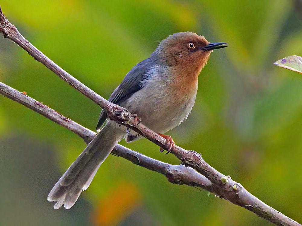 Chapin's Apalis - Apalis chapini - Birds of the World