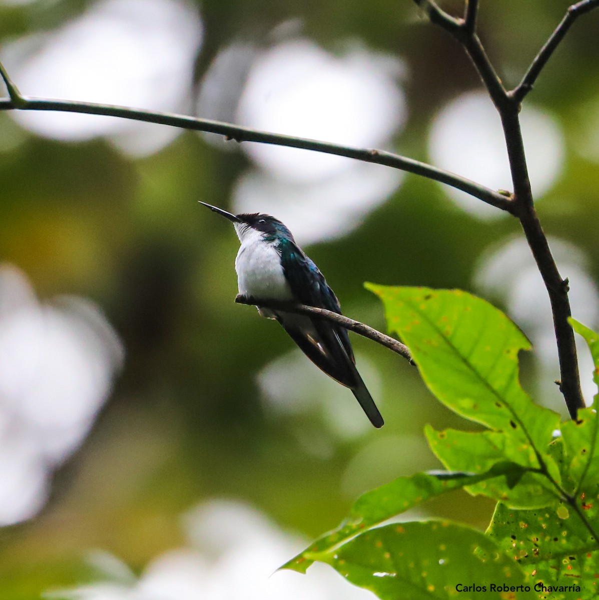 eBird Checklist - 5 Aug 2020 - Arenal Observatory Lodge - 82 species