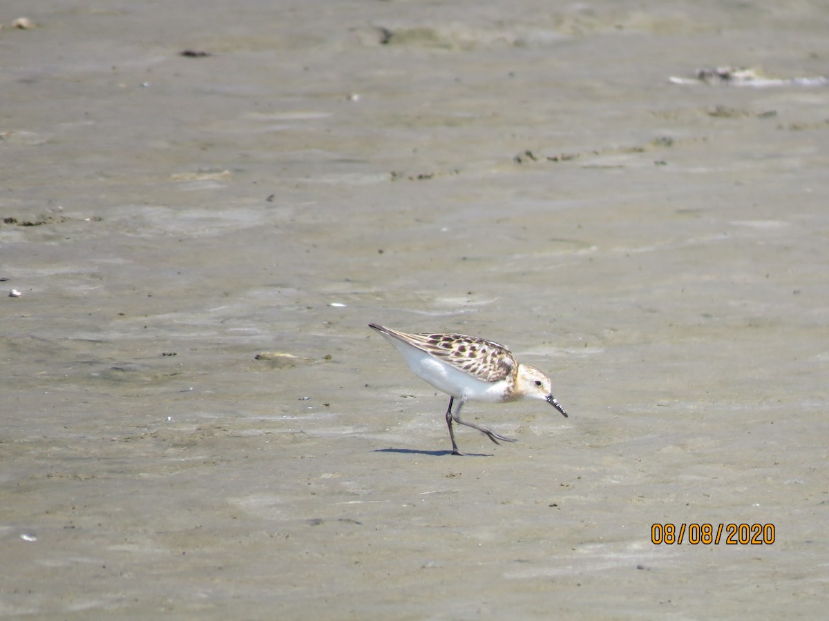 eBird Checklist - 8 Aug 2020 - Ninigret Pond Mudflats (east of the ...
