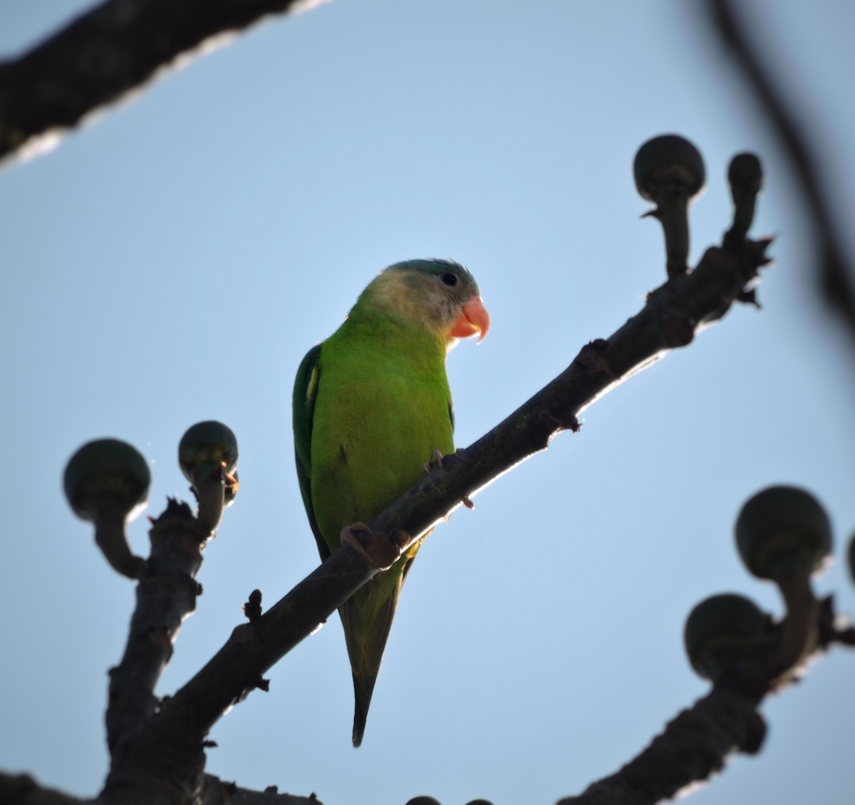 ML254356681 - Gray-cheeked Parakeet - Macaulay Library