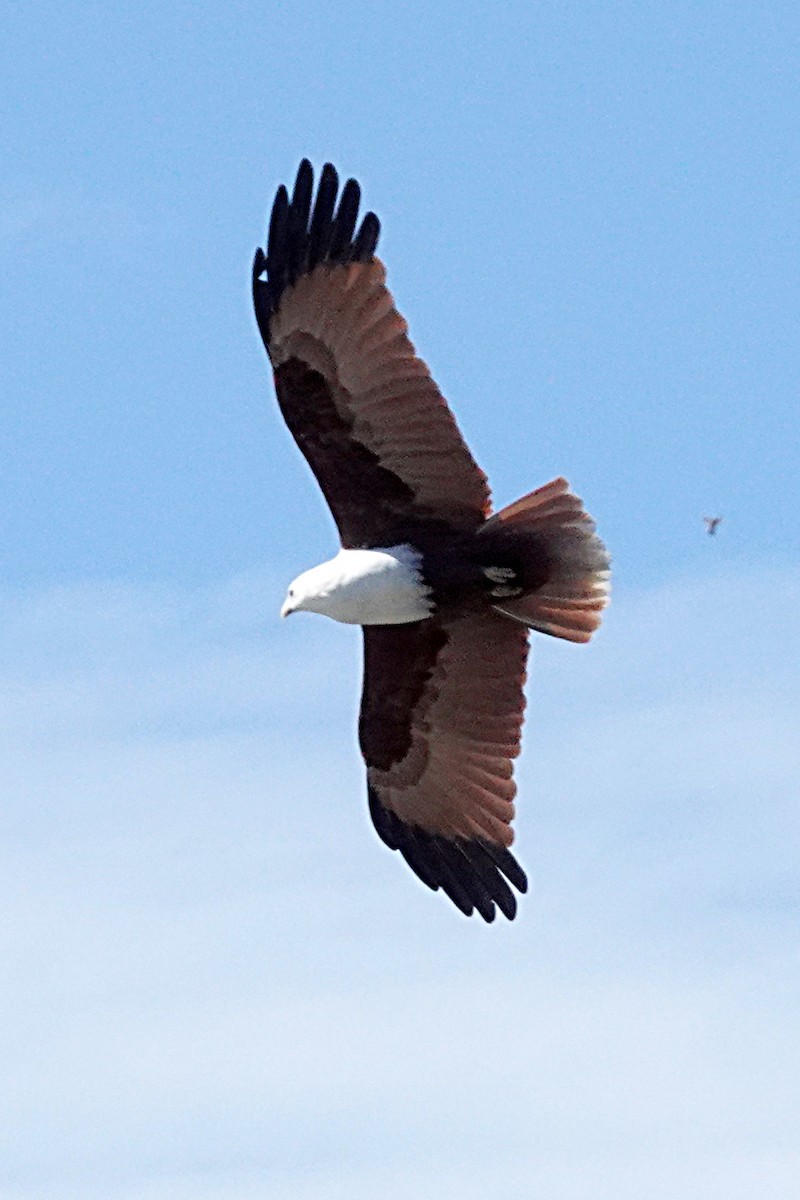 eBird Checklist - 9 Aug 2020 - Kholo Crossing - 15 species